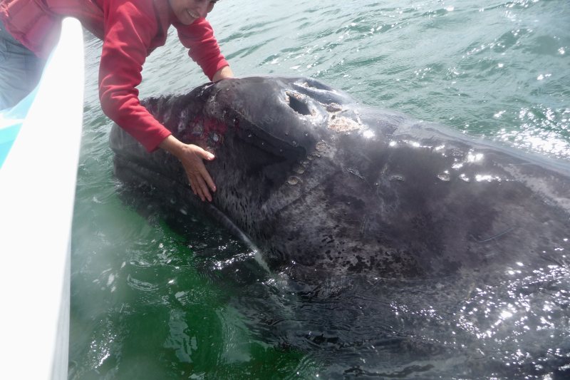 Whale hug – Association Wassanna