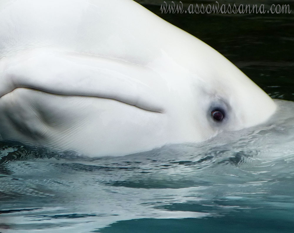 oeil beluga – Association Wassanna